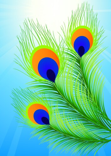 Bright peacock feathers Royalty Free Vector Image