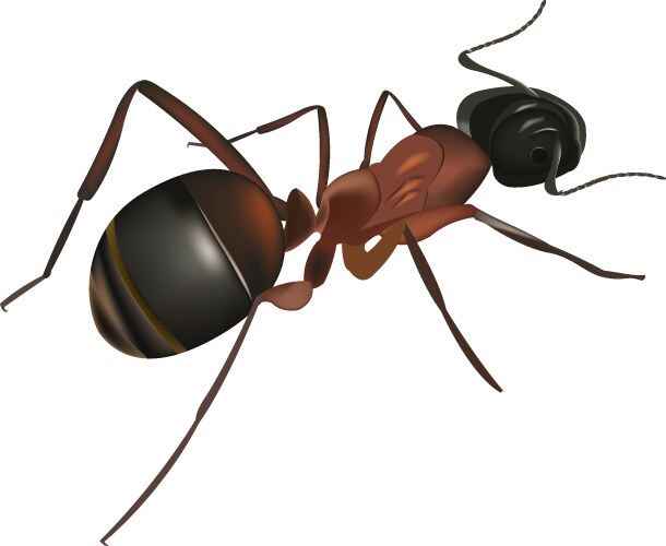 Realistic Ant Vector Images (over 360)