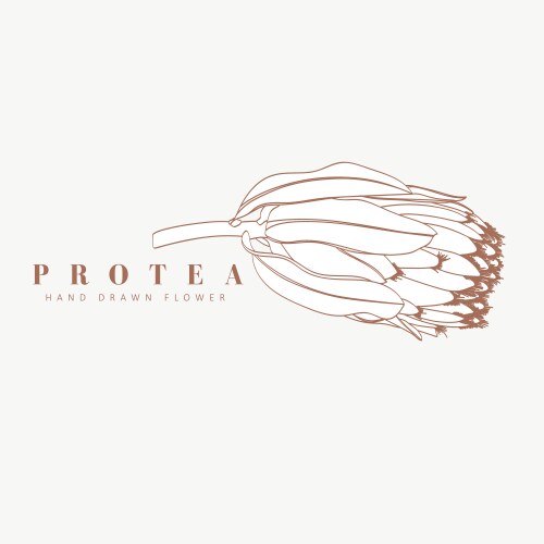 Protea Vector Images (over 1,700)