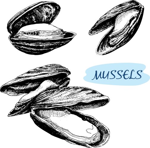 Mussels Vector Images (over 10,000)