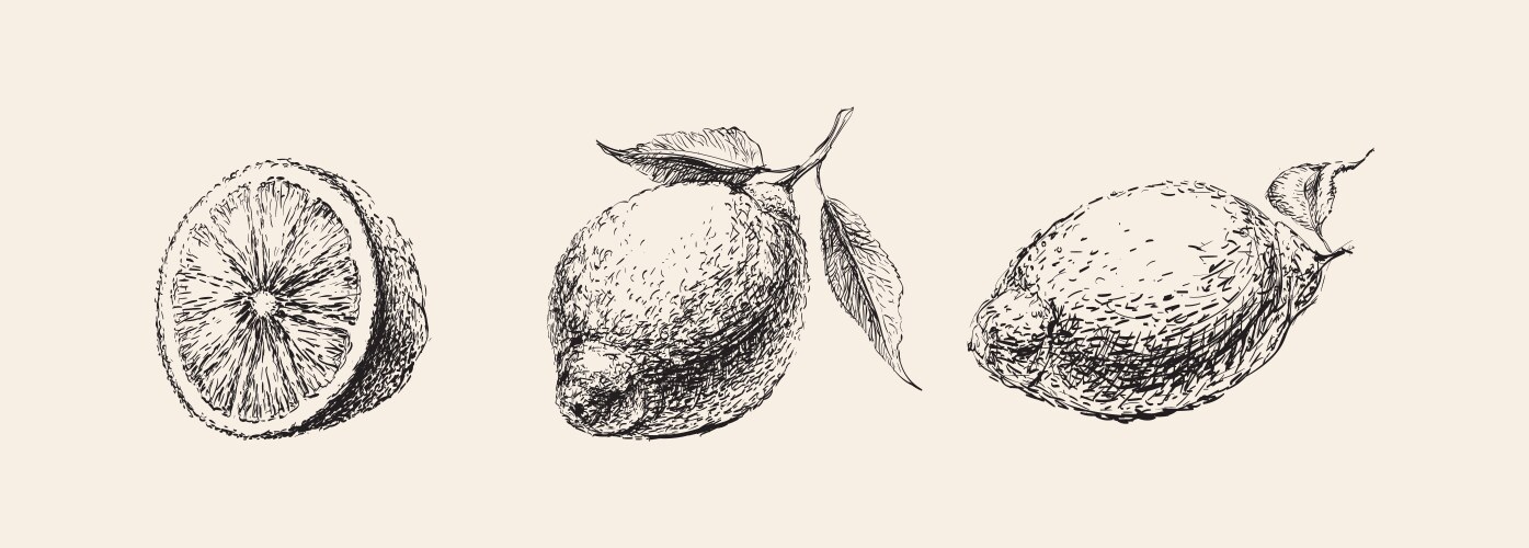 Basil leaves hand drawn sketch Royalty Free Vector Image