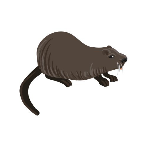Drawing nutria coypu Royalty Free Vector Image