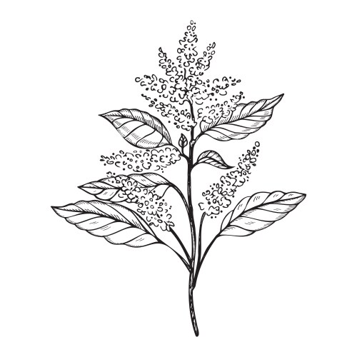 Bergamot engraved sketch ink hand drawn Royalty Free Vector
