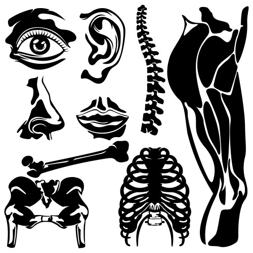 Free Body Parts Vector Images (over 390)