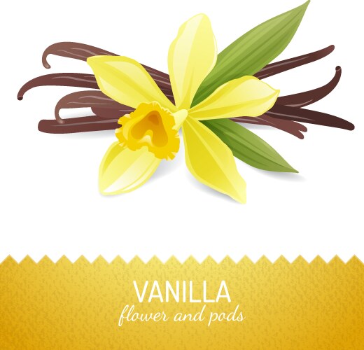 Vanilla detailed icon Royalty Free Vector Image