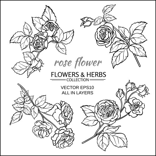 Rose Vector Images (over 290,000)