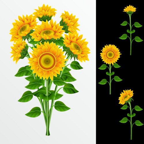 Sunflowers Vector Images (over 47,000)