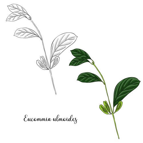 Rubber Tree Vector Images (over 4,800)