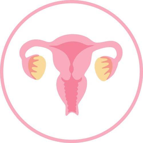 Female External Genitalia Anatomy Royalty Free Vector Image