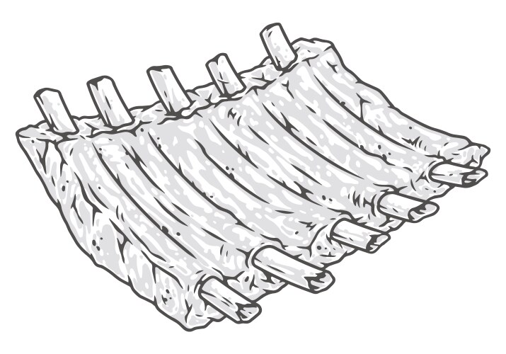 Anatomy of human ribs hand draw vintage clip art Vector Image