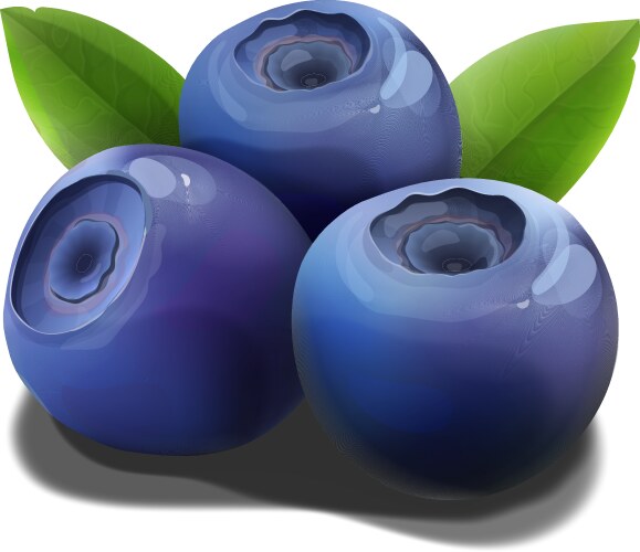 Blueberry icon realistic style Royalty Free Vector Image