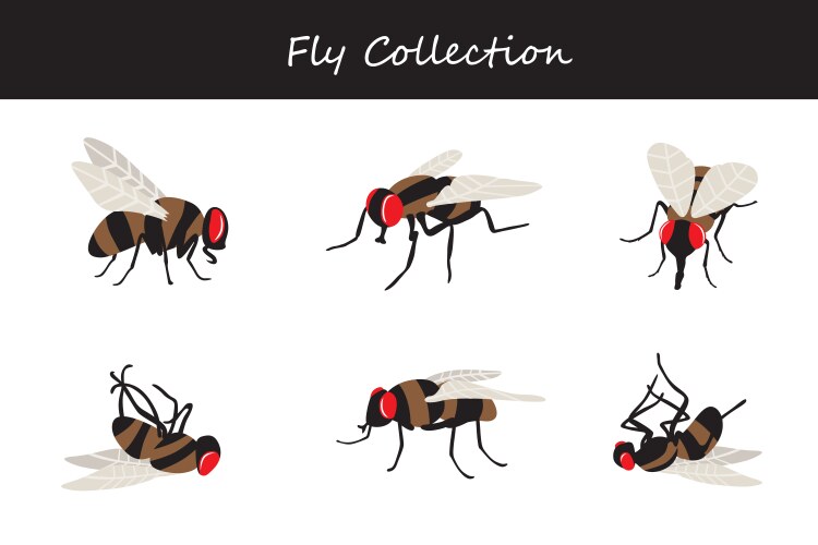 Jumping Spider Vector Images (over 120)