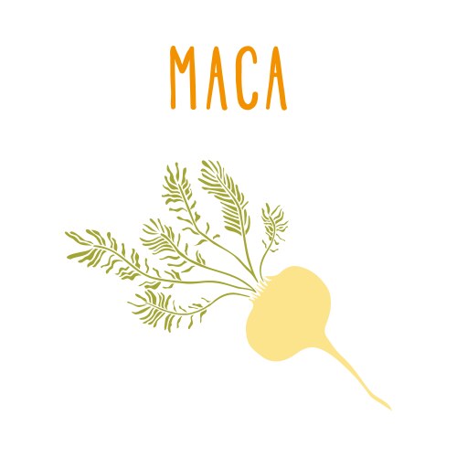 Maca Royalty Free Vector Image - VectorStock