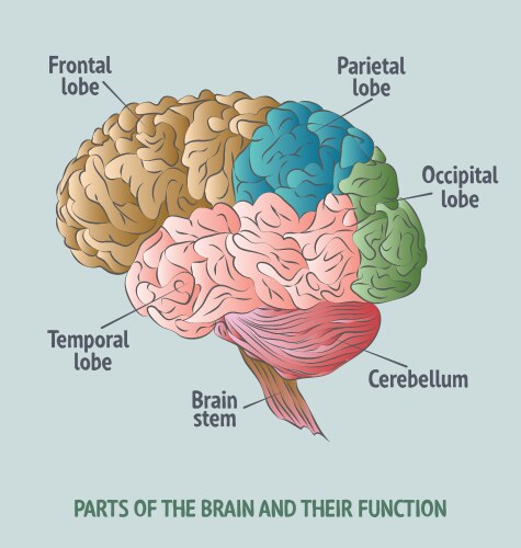 Human brain anatomy Royalty Free Vector Image - VectorStock