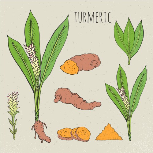 Turmeric Vector Images (over 3,100)