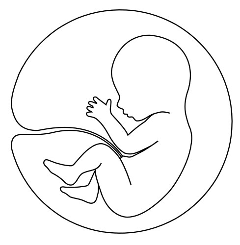 Baby in womb Royalty Free Vector Image - VectorStock