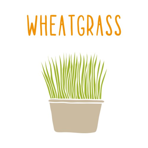 Wheatgrass icon in flat style on white background Vector Image