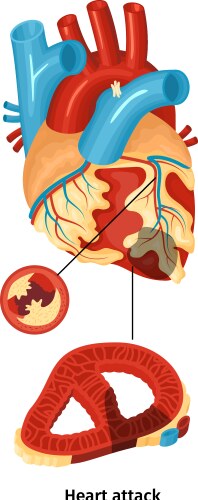 Heart structure medical and anatomy poster Vector Image