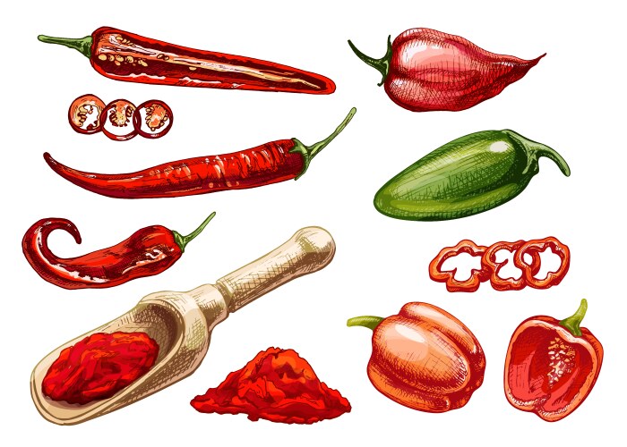 Chilli Drawing Vector Images (over 2,400)