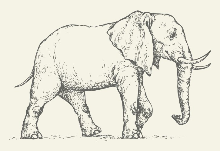 Elephant Vector Images (over 76,000)