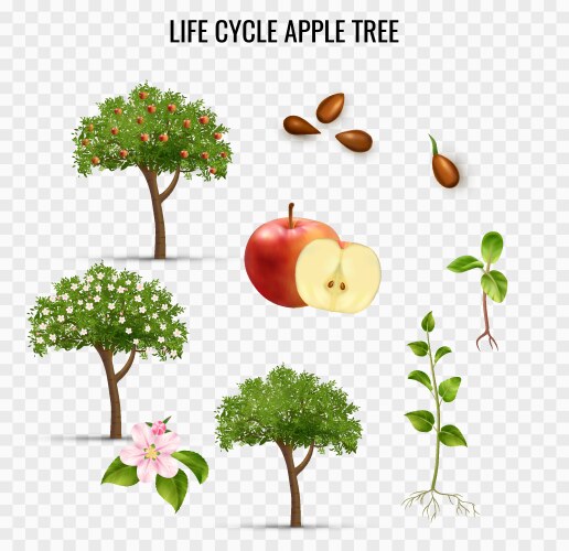 Apple Tree Life Cycle Royalty Free Vector Image