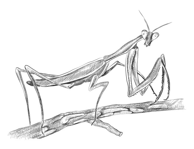 Grasshopper side view Royalty Free Vector Image