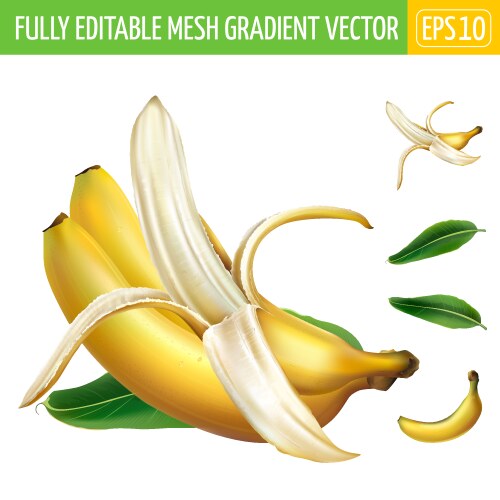 Bunch of three ripe yellow bananas lying together Vector Image