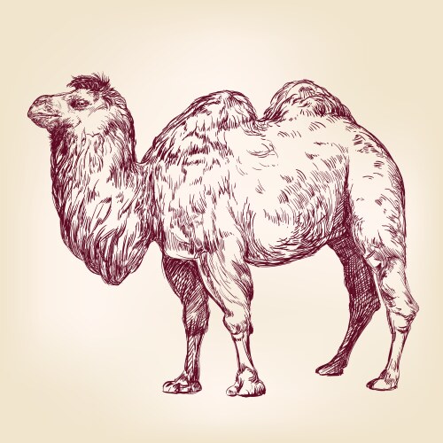 Camel Vector Images (over 19,000)