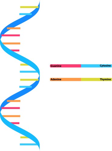 Mutations Vector Images (over 5,300)