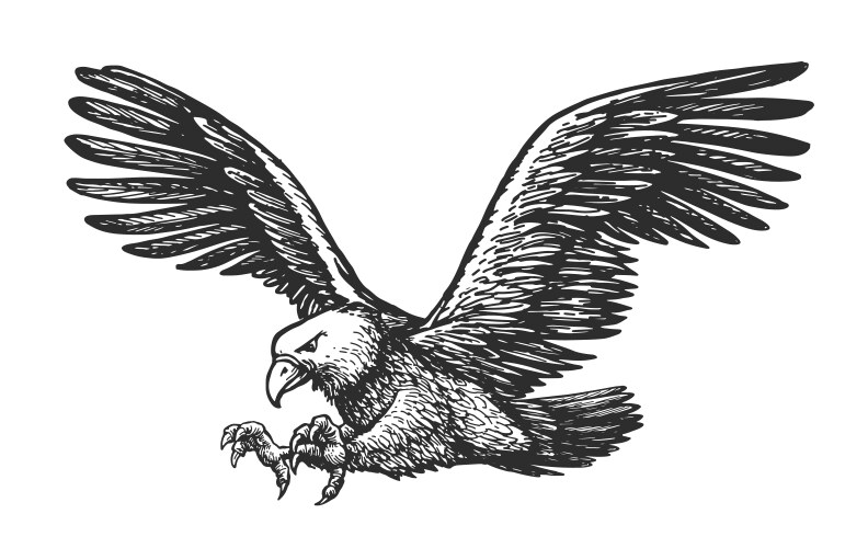 Attacking eagle Vector Images & Graphics for Commercial Use | VectorStock