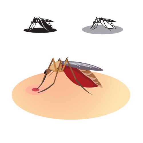 Mosquito Vector Images (over 14,000)