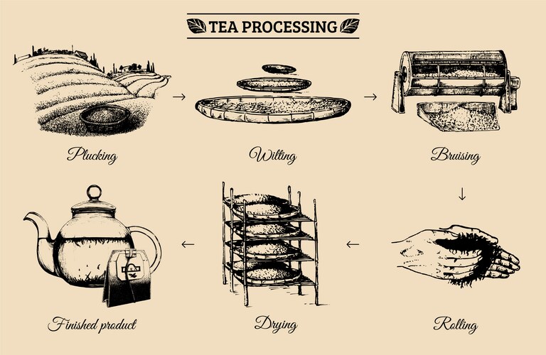 Tea Processing Infographic – Royalty-Free Vector | VectorStock