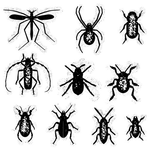 Insect Vector Images (over 220,000)