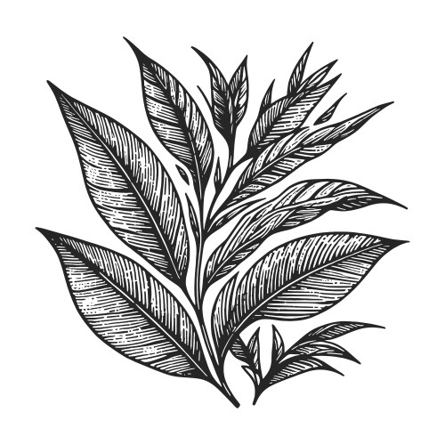 Tea branch engraving line art Royalty Free Vector Image
