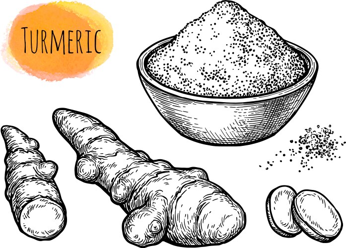 Turmeric Vector Images (over 3,100)