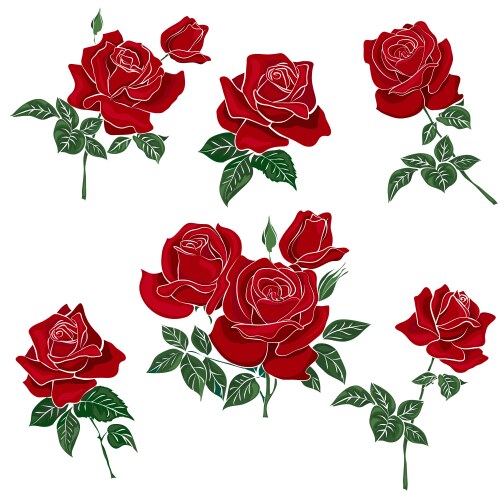 Beautiful red rose isolated on white background Vector Image