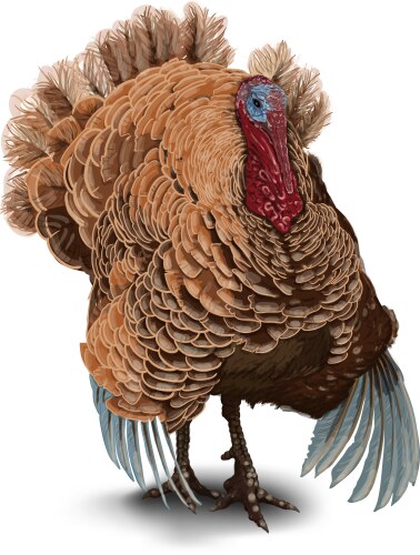 Important Vector Images (over 94,000)