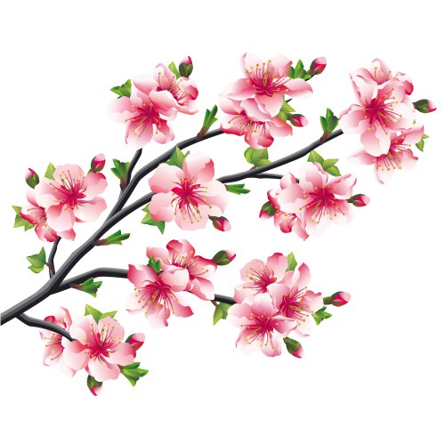 Sakura Vector Images (over 35,000)