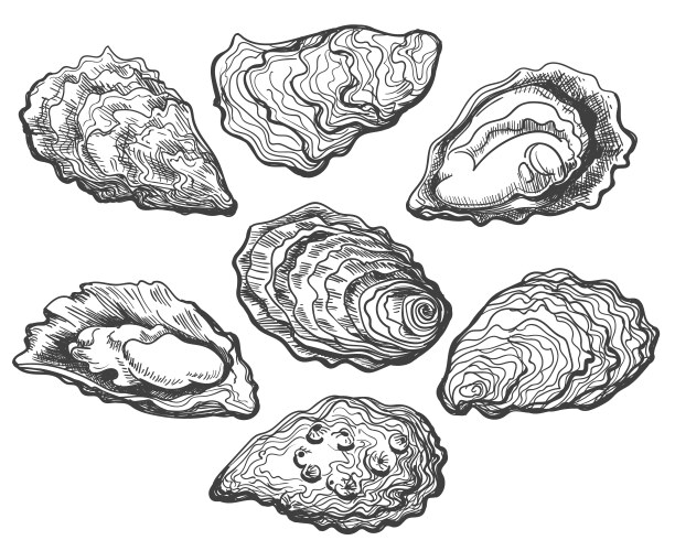 Oyster Vector Images (over 17,000)