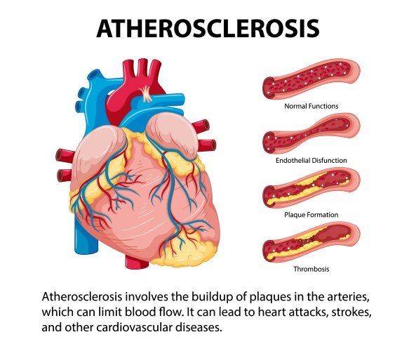 Realistic human healthy heart Royalty Free Vector Image