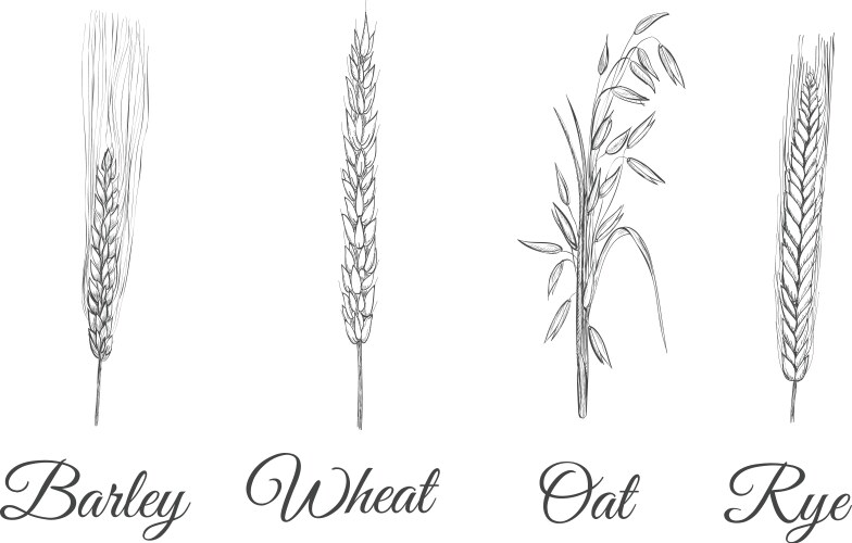 Cereal plants agriculture industry organic crop Vector Image