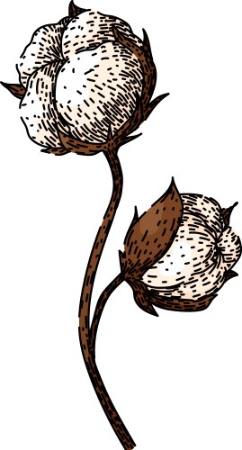 Cotton Plant Vector Images (over 6,600)