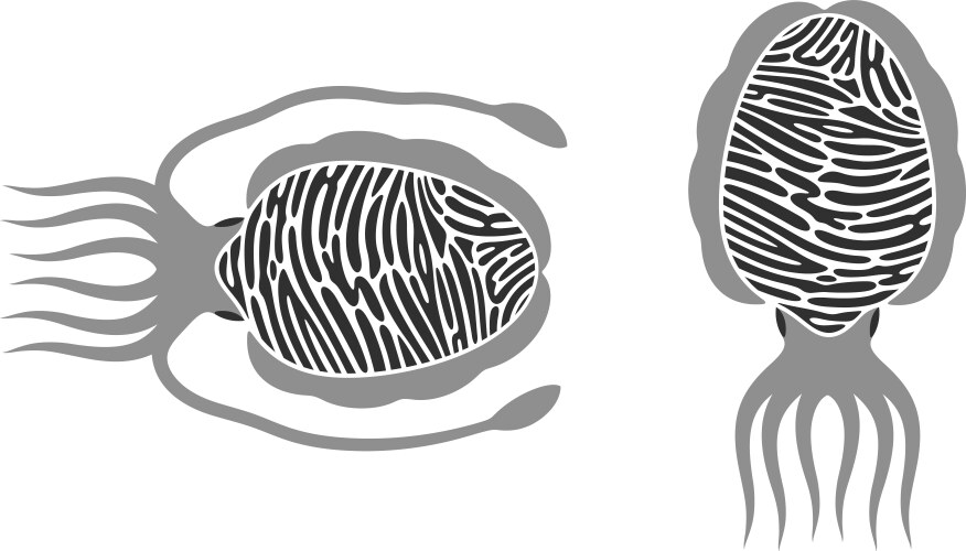 Cuttlefish Vector Images (over 3,500)