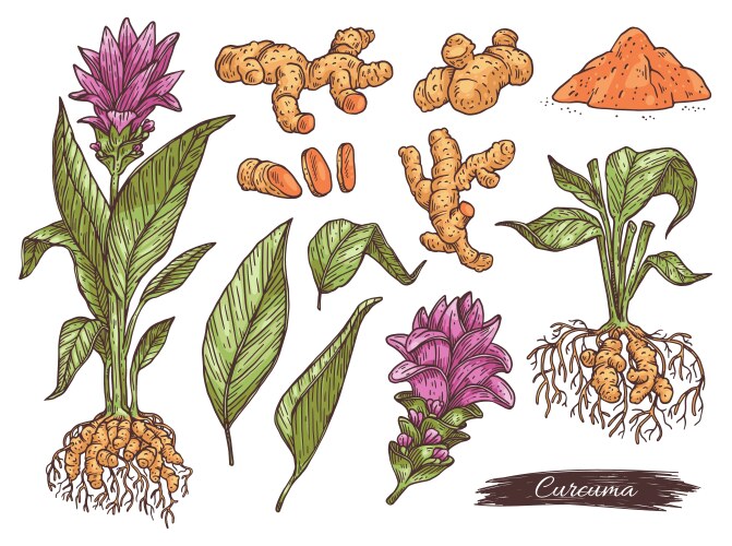 Turmeric Vector Images (over 3,100)