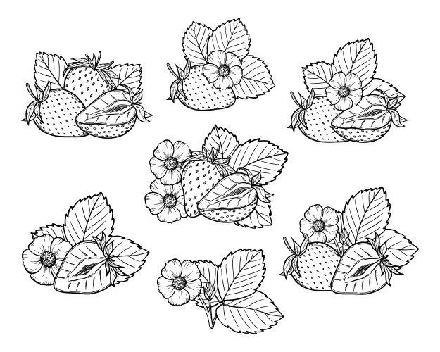 Strawberry plant leaves line art Royalty Free Vector Image