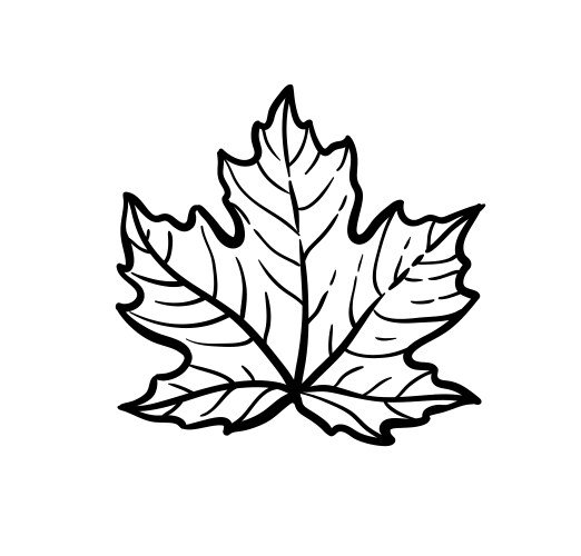 Maple Leaf Outline Vector Images (over 10,000)