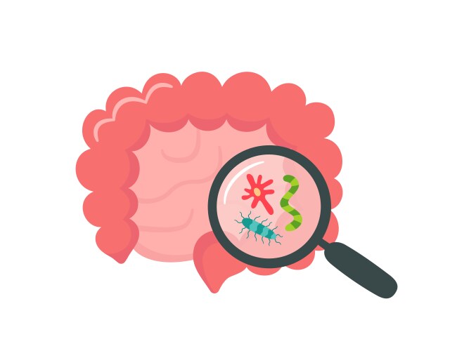 Human gut microbiota Royalty Free Vector Image