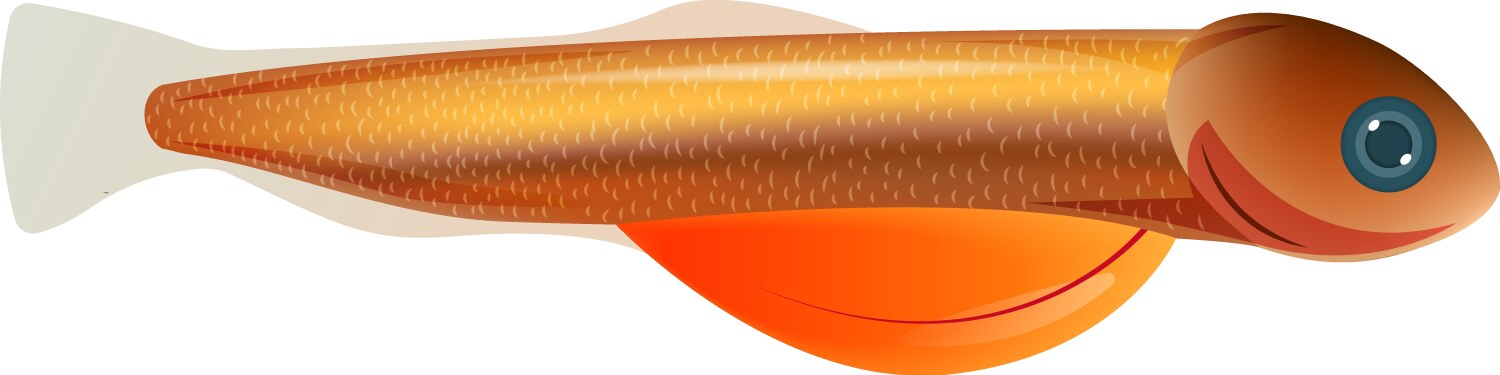 Red salmon caviar delicacy Royalty Free Vector Image