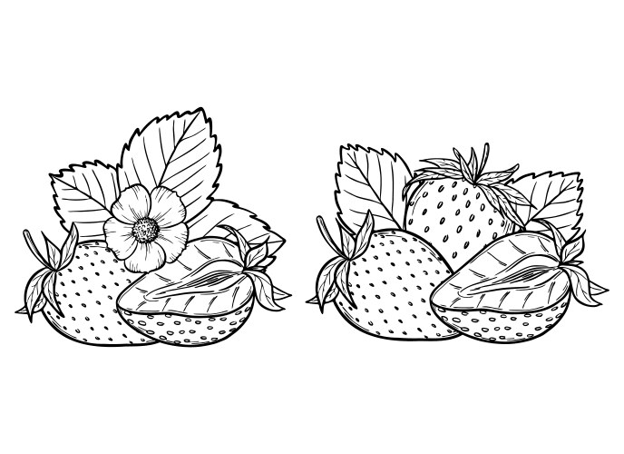 Strawberry plant leaves line art Royalty Free Vector Image