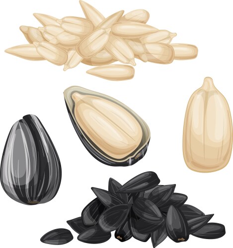 Sesame seed food set cartoon Royalty Free Vector Image